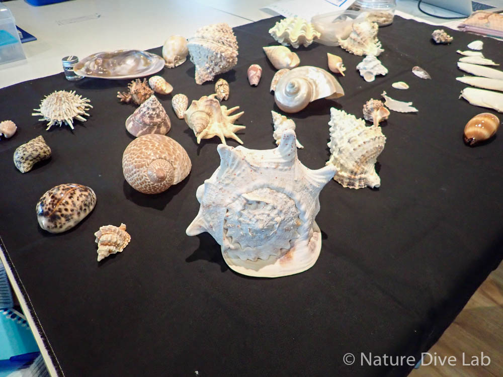 タコとイカと貝のやわらかい話 | Nature Dive Lab（ネイチャーダイブラボ）